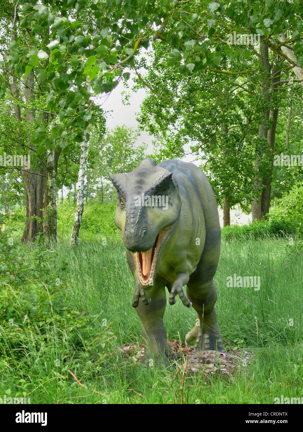 Tyrannosaurus tyrannosaurus rex Banque de photographies et d’images à haute résolution - Alamy