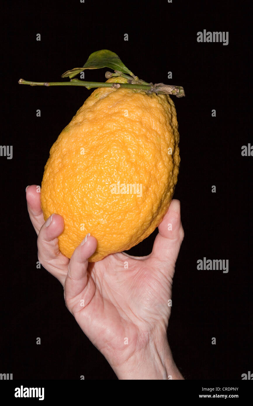 Main tenant un citron (Citrus Medica Cedrat ou Photo Stock - Alamy