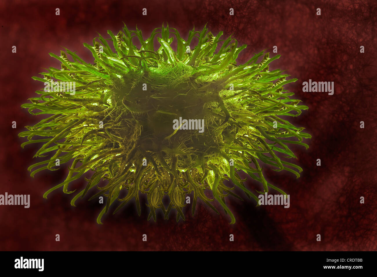 Des cellules dendritiques du système immunitaire, illustration Photo ...