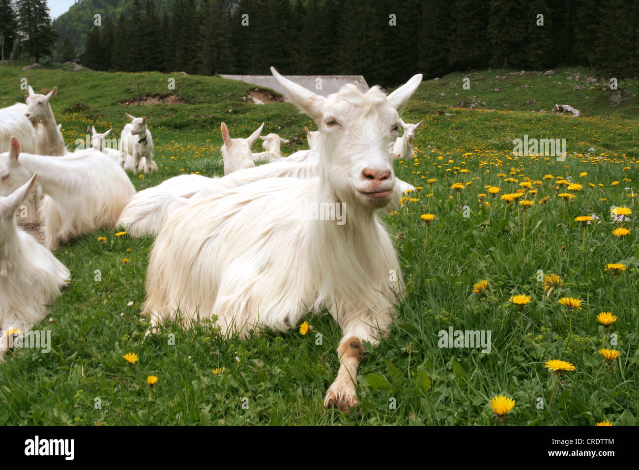 Goat alp switzerland Banque de photographies et d’images à haute ...