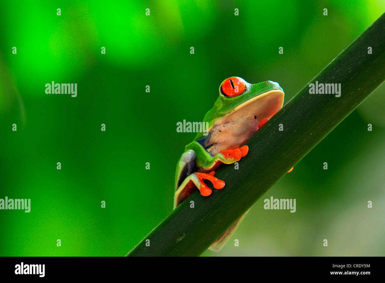 Grenouilles du costa rica Banque de photographies et d’images à haute ...