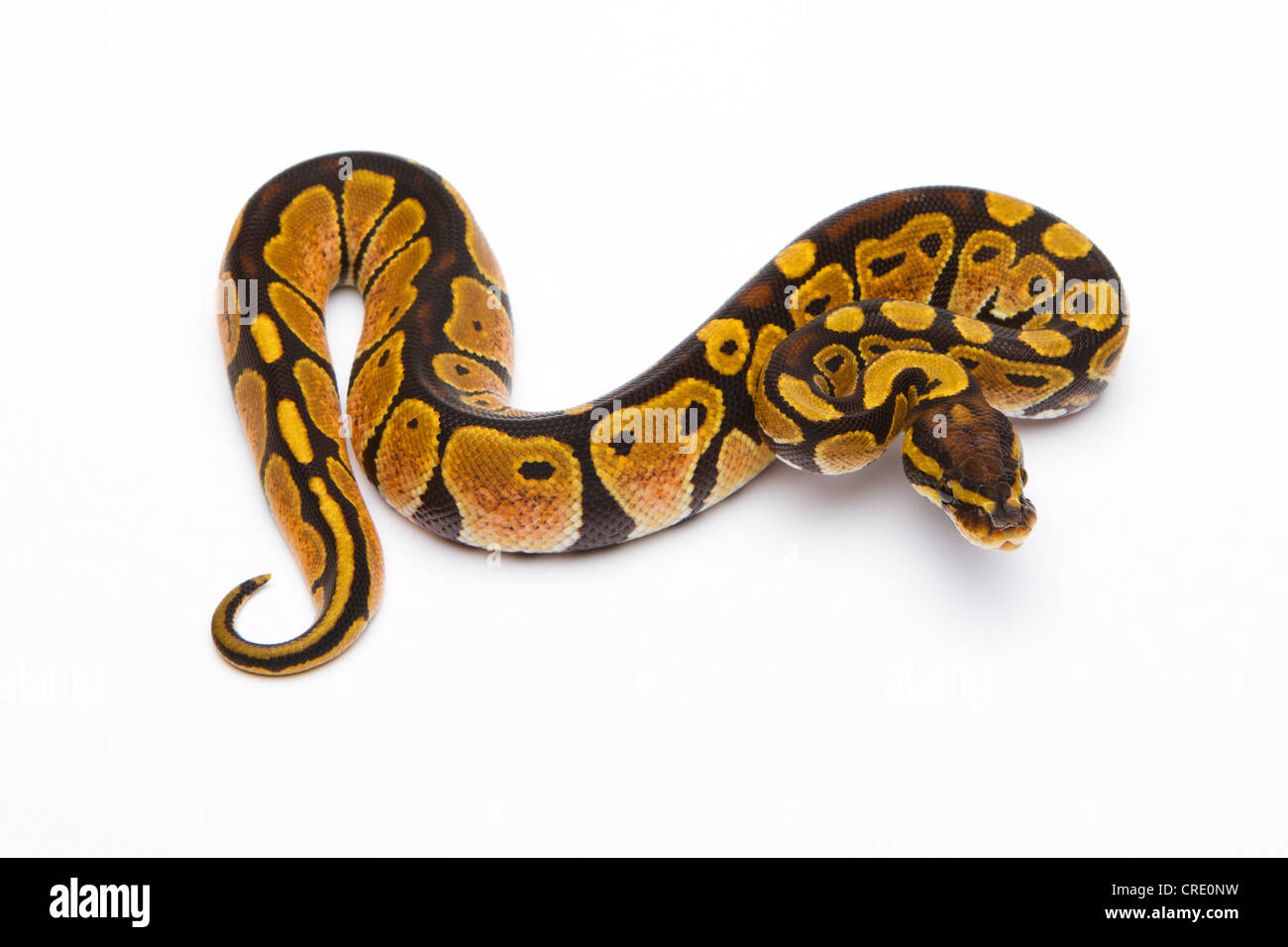 Python regius albino spider Banque de photographies et d’images à haute ...