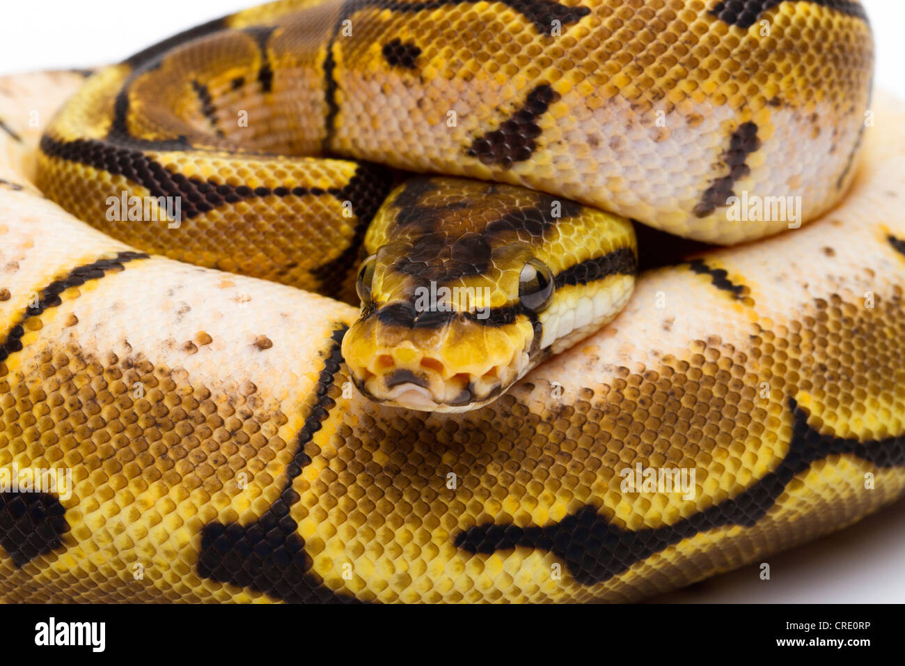 Python regius Banque de photographies et d’images à haute résolution ...