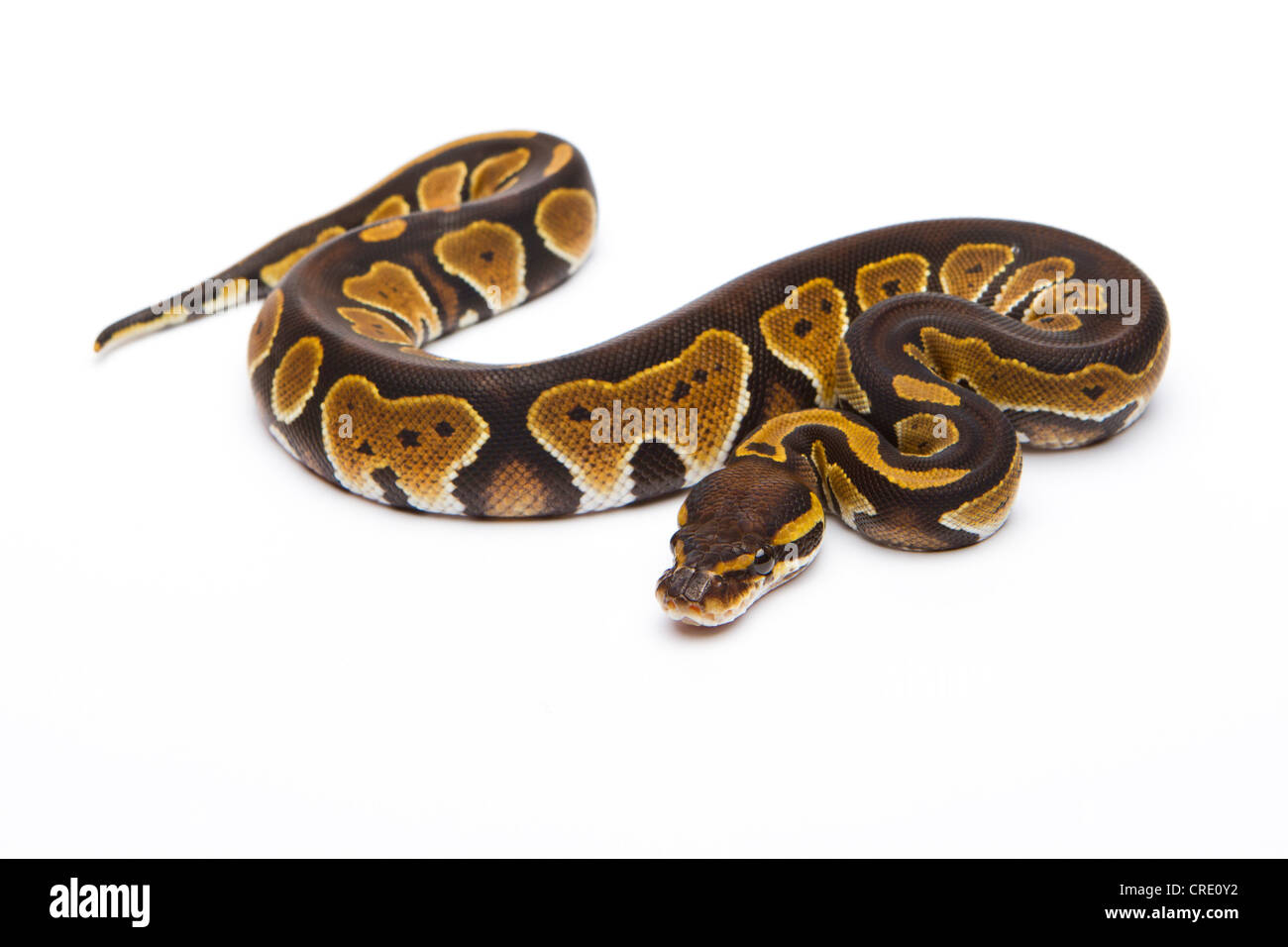 Python royal (Python regius), Tête Noire Double Het Albino Ghost, femme ...