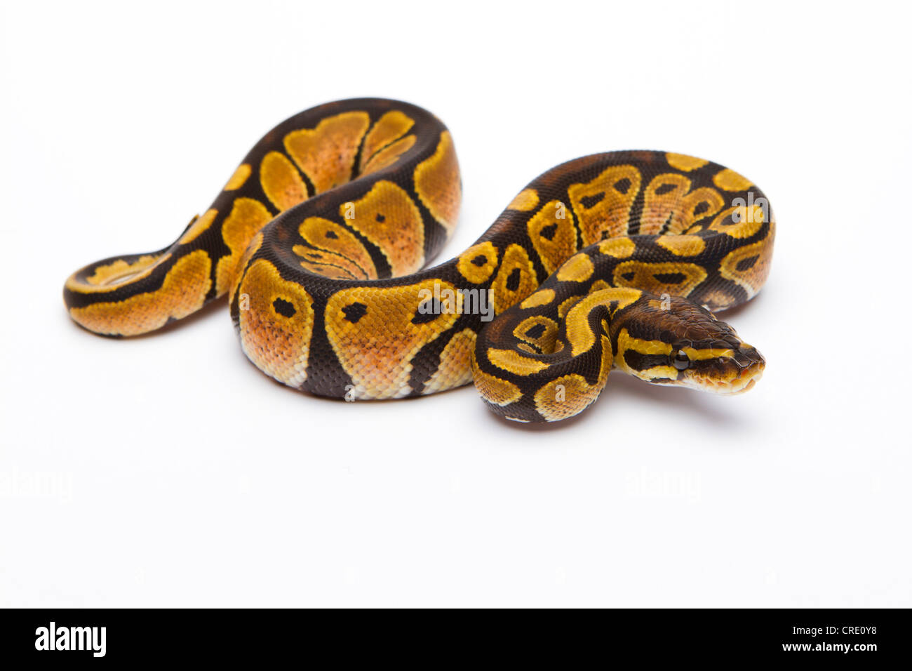 Python regius albino spider Banque de photographies et d’images à haute ...