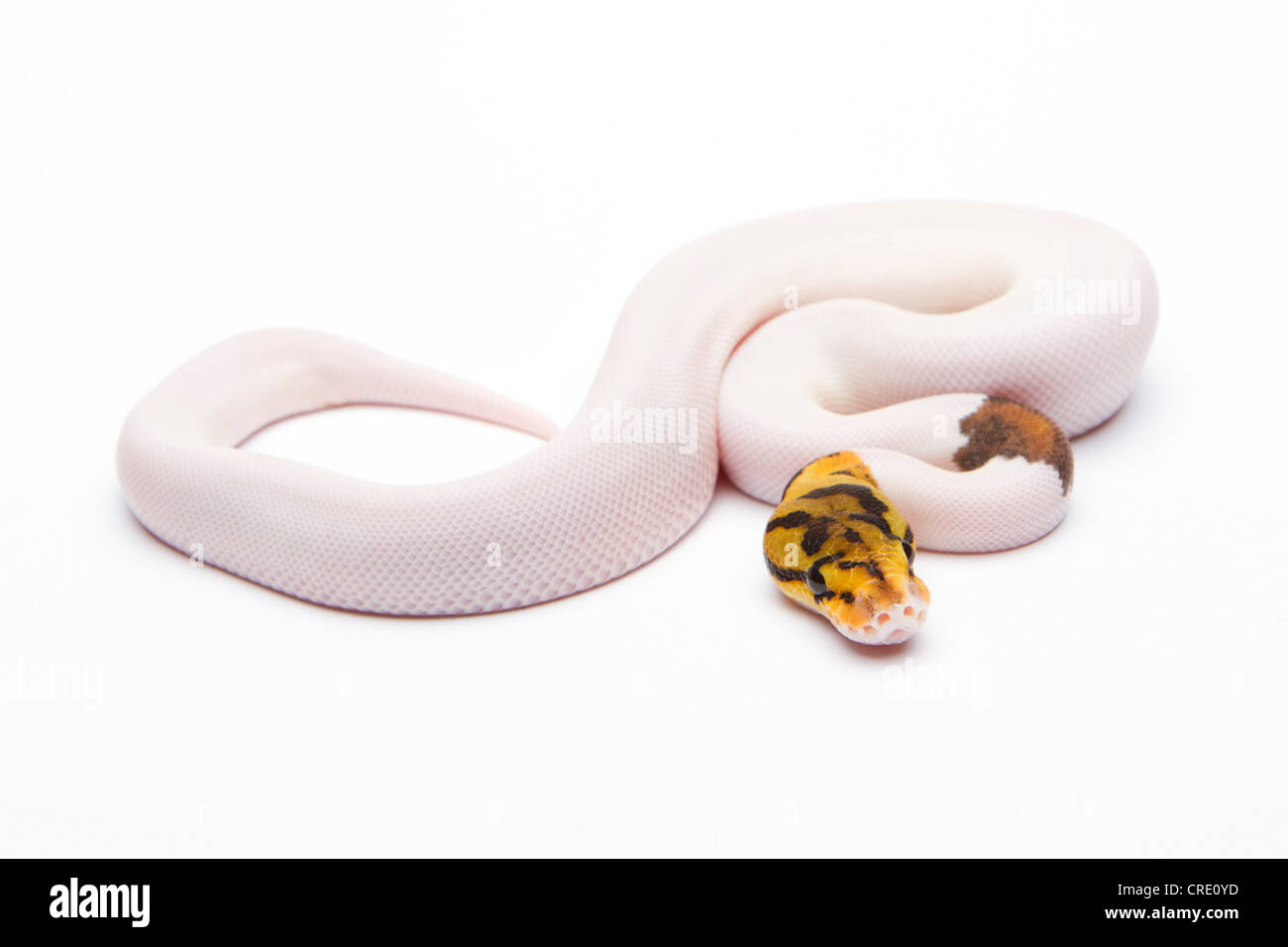 Python royal (Python regius), Bumble Bee Piebald, homme, éleveur de ...