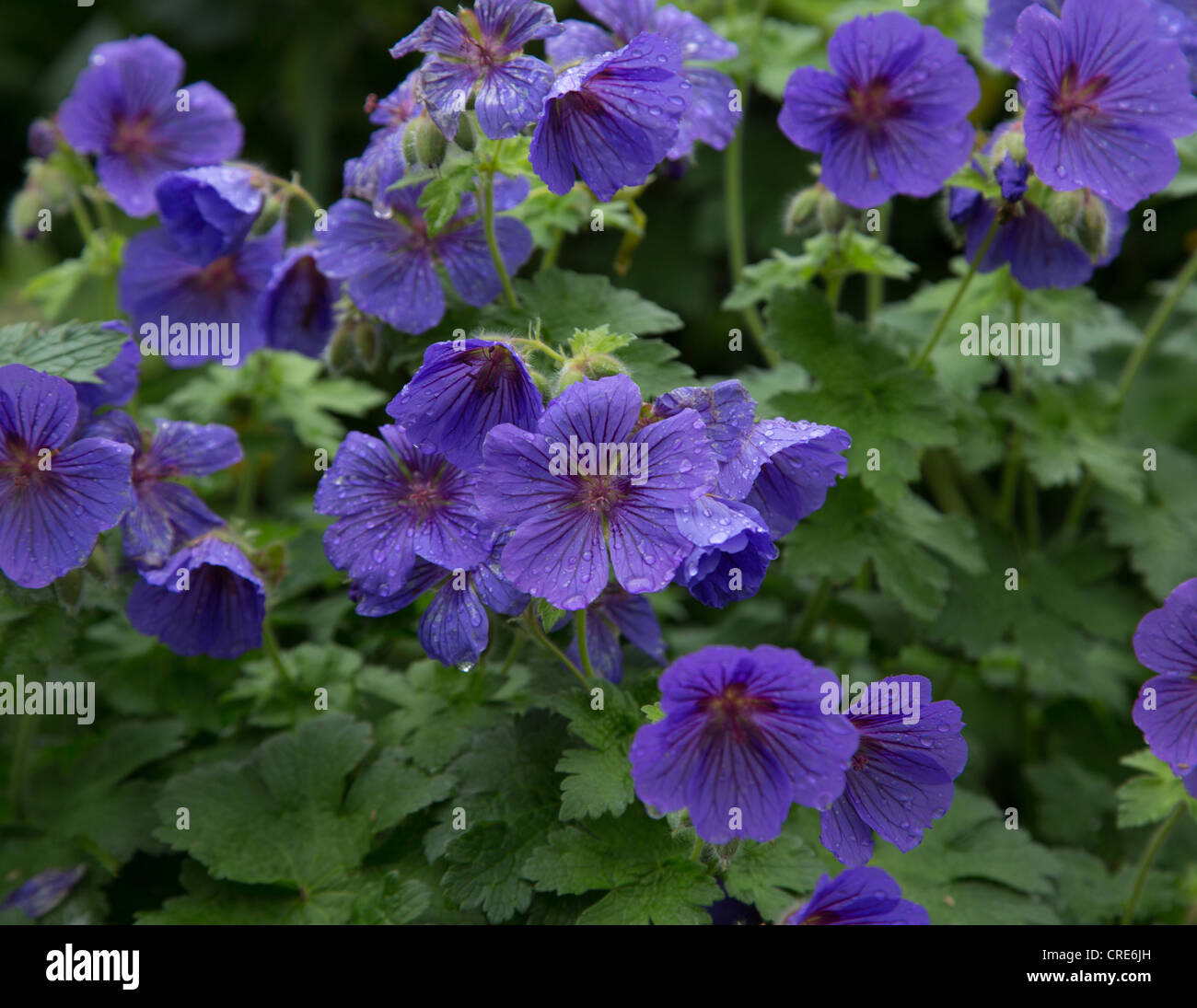 Geranium johnsons blue flowers Banque de photographies et d’images à ...