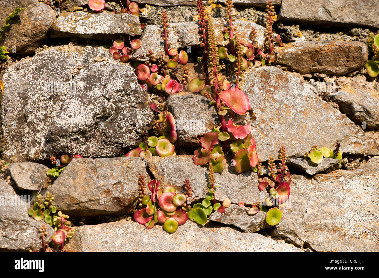 Ombilic rupestris Banque de photographies et d’images à haute ...