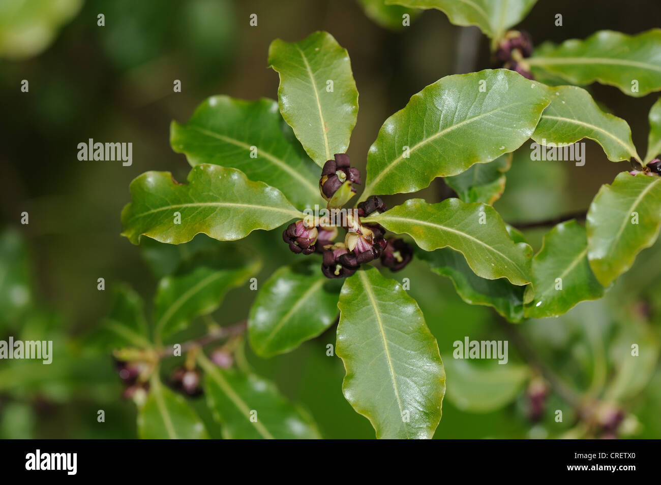 Pittosporum tenuifolium fleurs marron à l'aisselle des feuilles de l ...