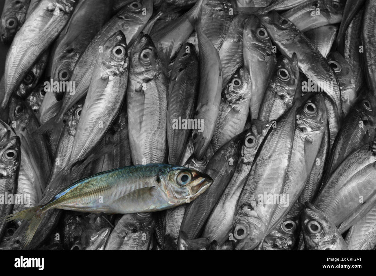 Sardines sardine spec Banque de photographies et d’images à haute ...