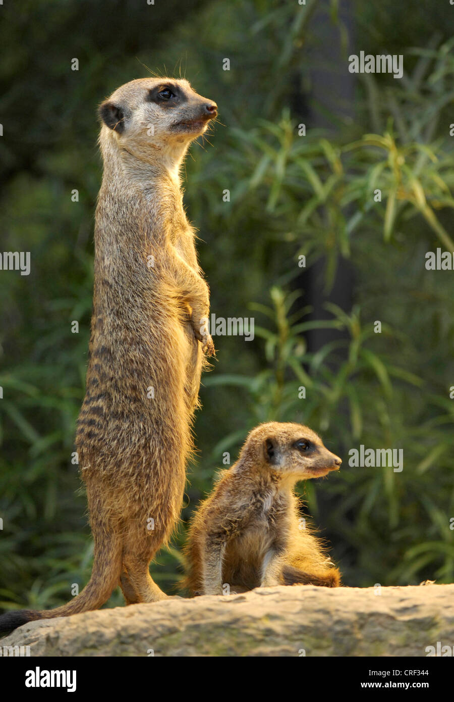 Meerkat babies Banque de photographies et d’images à haute résolution ...