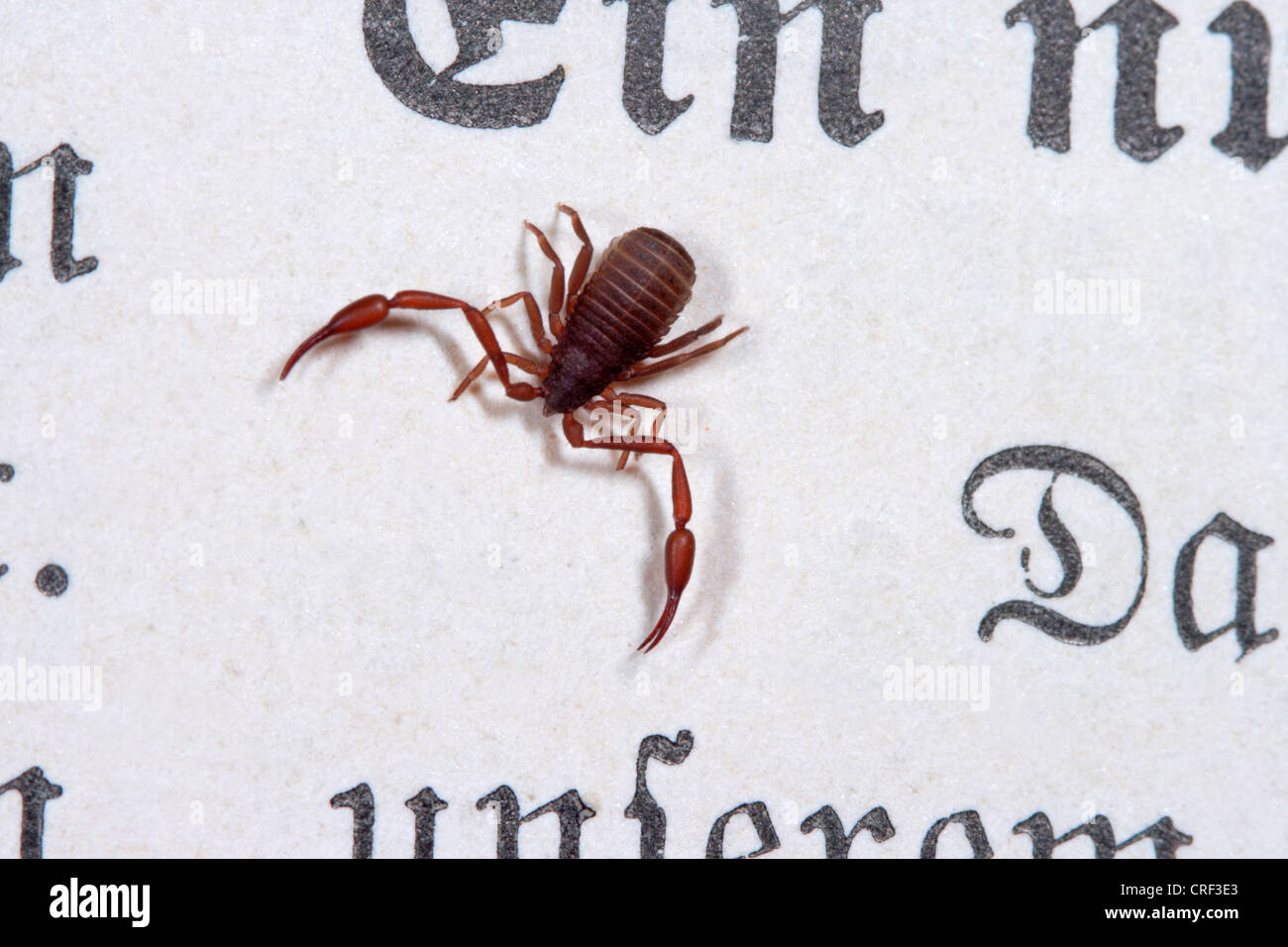Maison pseudoscorpion chelifer cancroides Banque de photographies et d ...