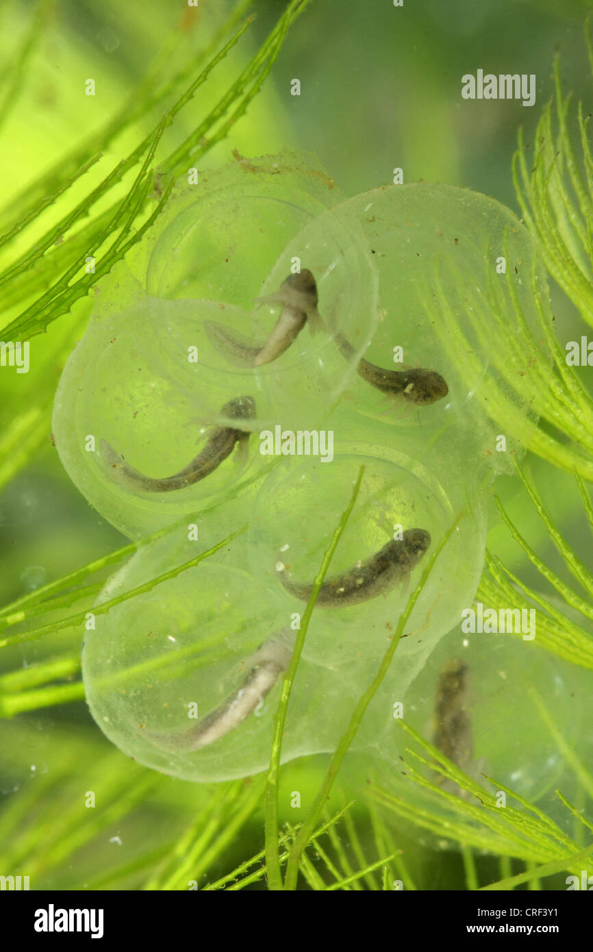 Axolotl œufs Banque de photographies et d’images à haute résolution - Alamy