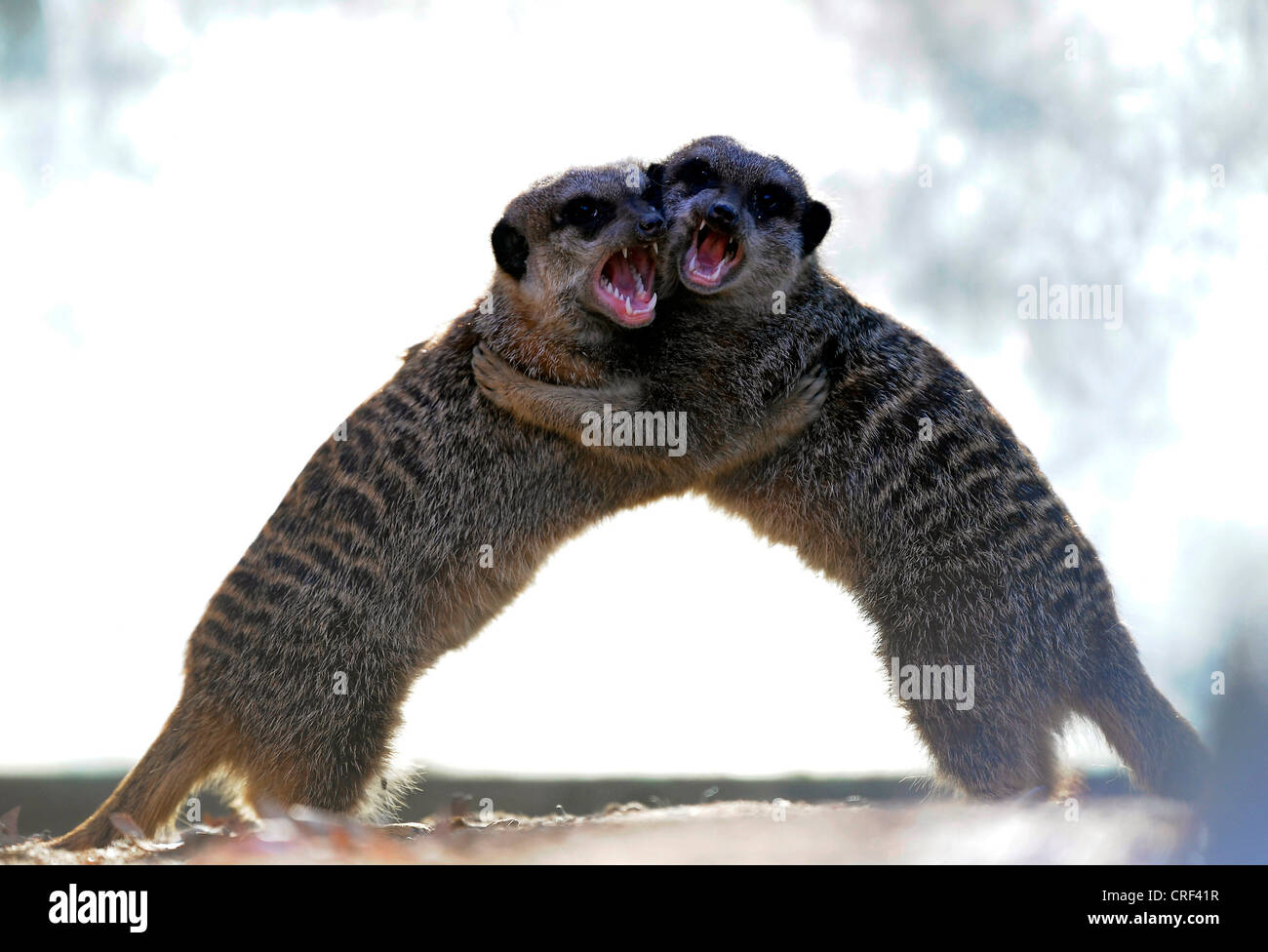 Meerkat suricata suricatta mouth open Banque de photographies et d ...
