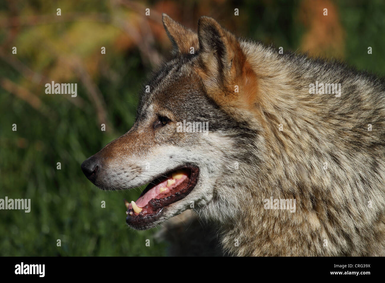 Tete de loup Banque de photographies et d’images à haute résolution - Alamy