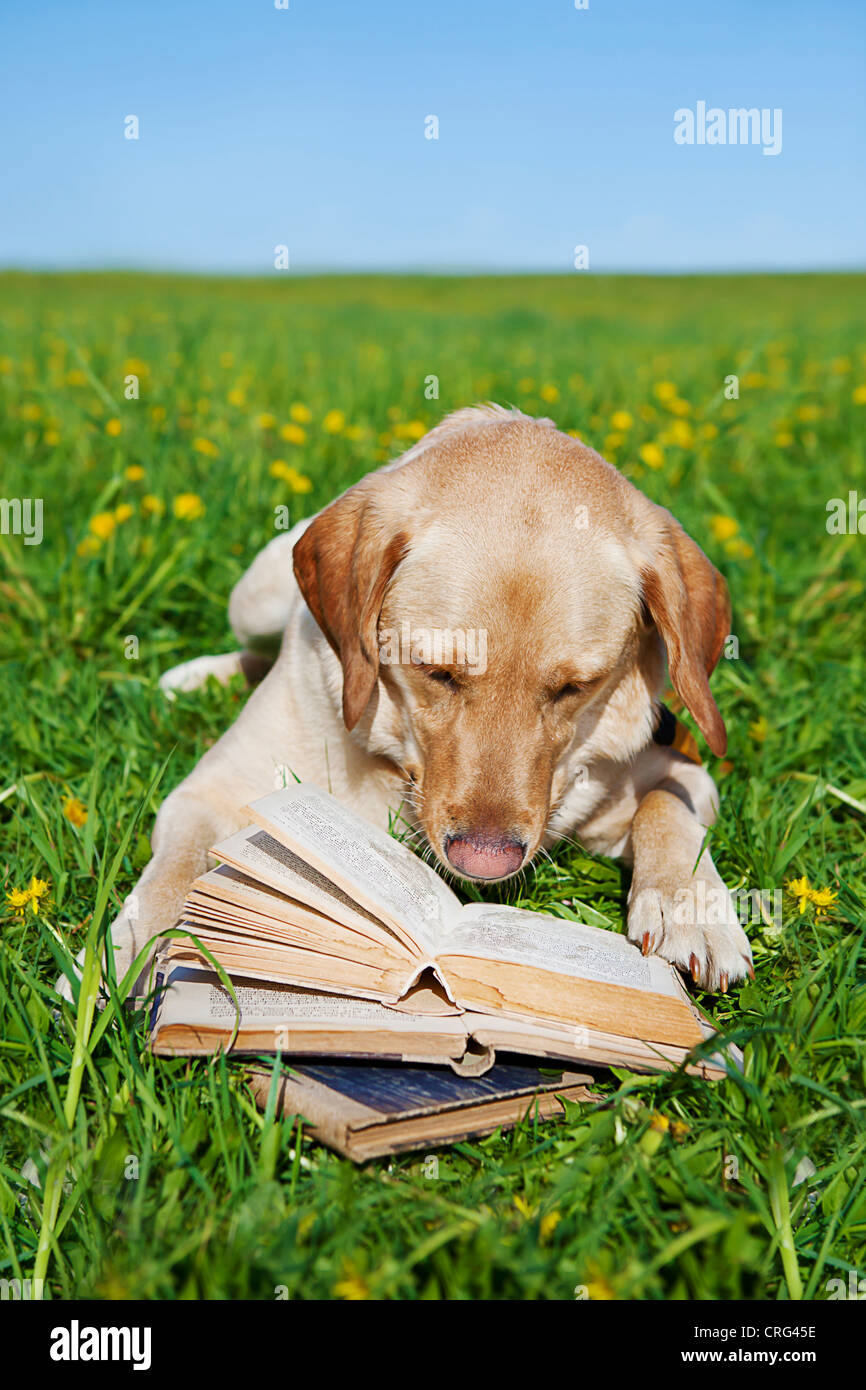 Dog reading a book Banque de photographies et d’images à haute ...