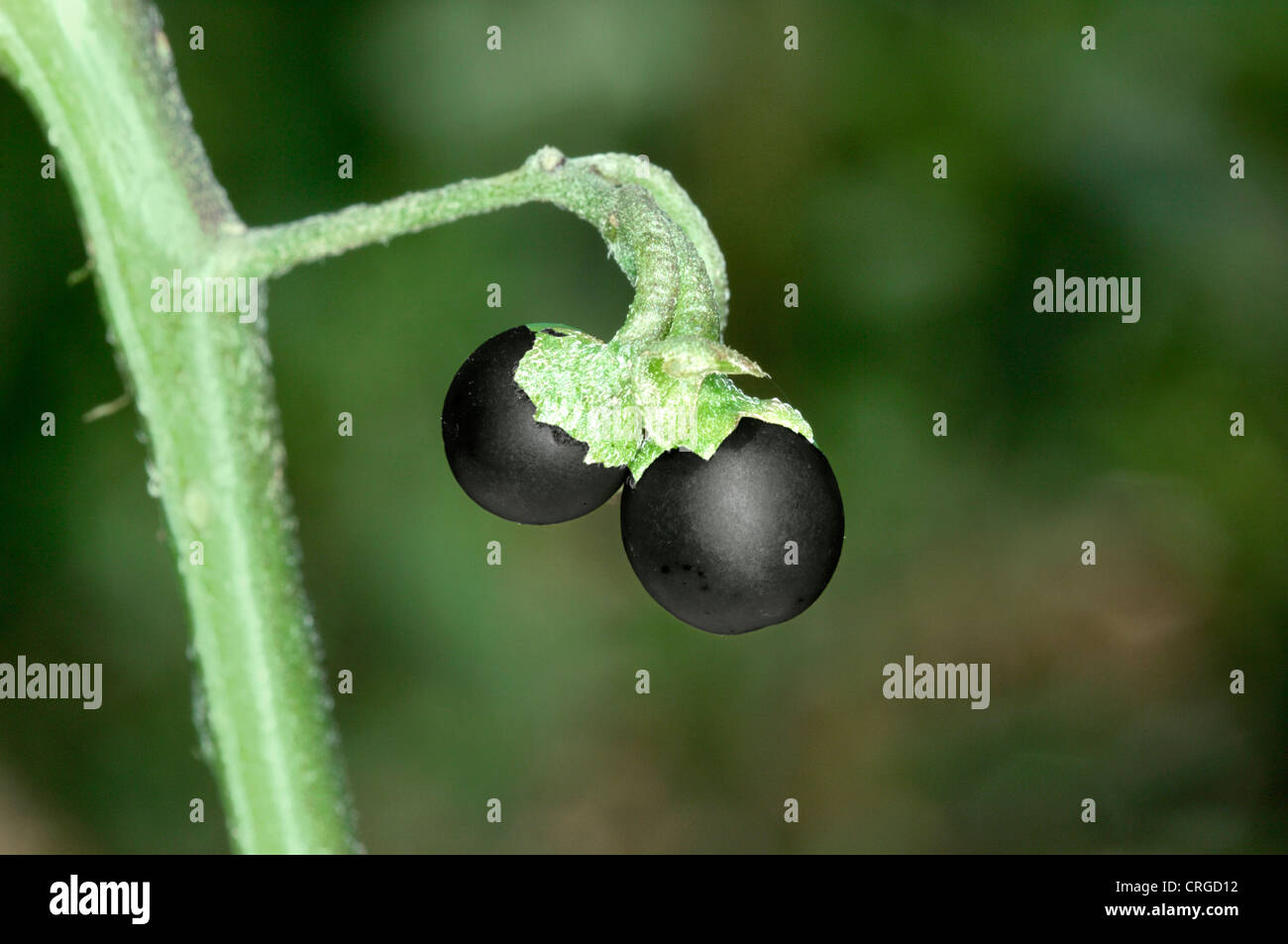 Black nightshade solanum nigrum plant Banque de photographies et d ...