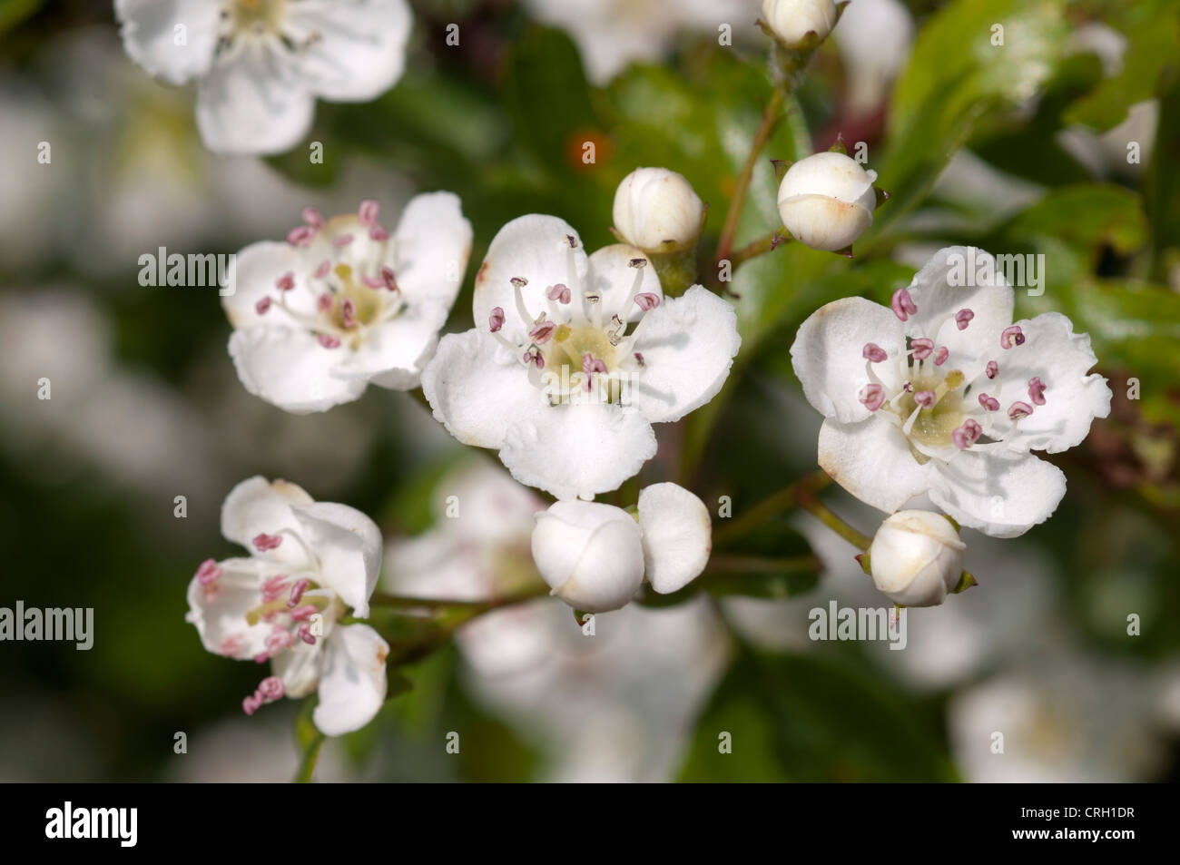 Crataegus species Banque de photographies et d’images à haute ...