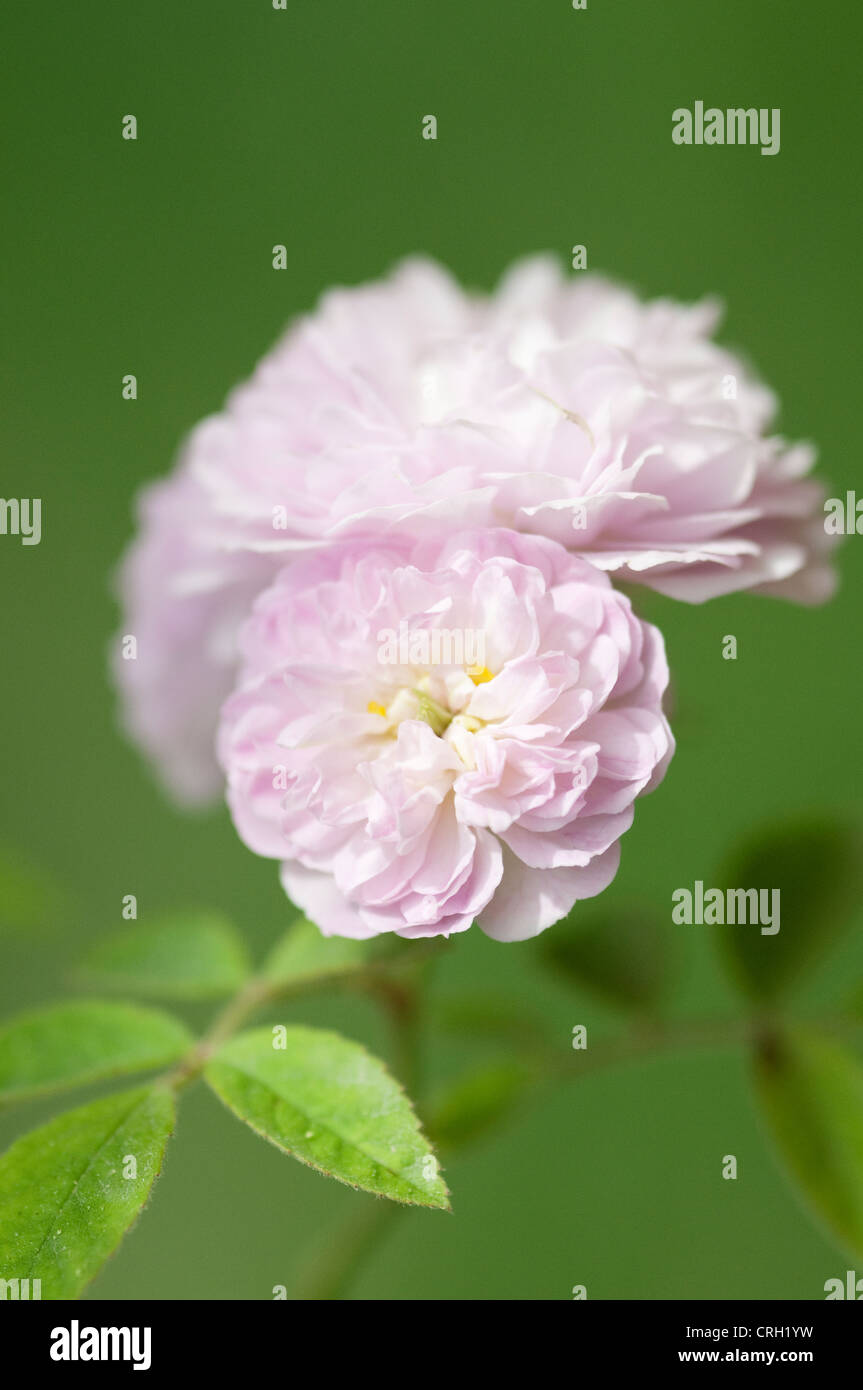Rose de damas Banque de photographies et d’images à haute résolution ...