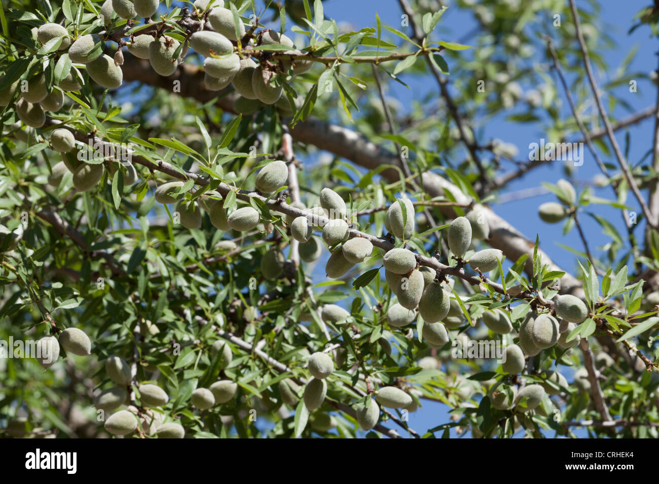 Arbre amandier Banque de photographies et d’images à haute résolution ...