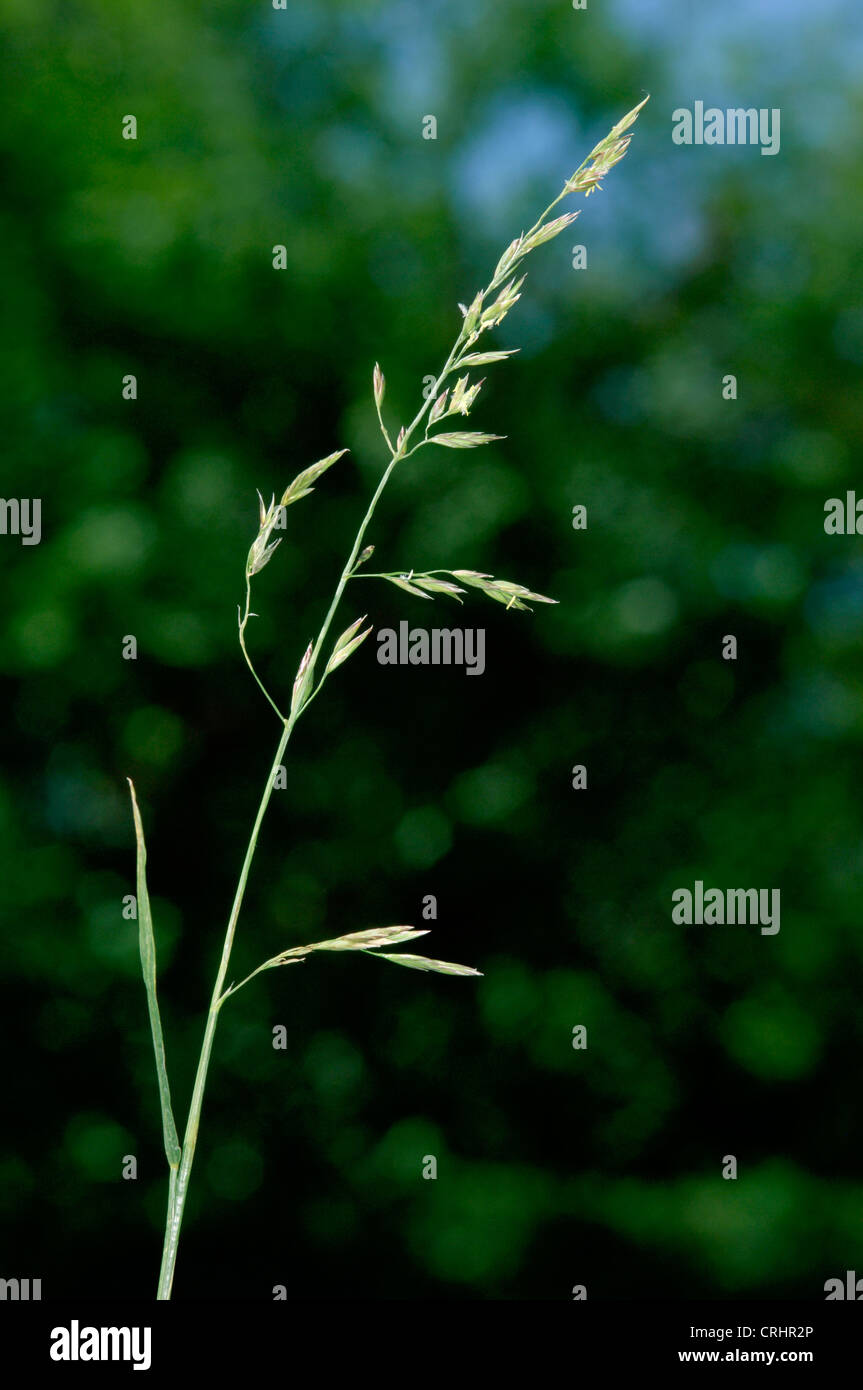 Fescue prairie Banque de photographies et d’images à haute résolution ...