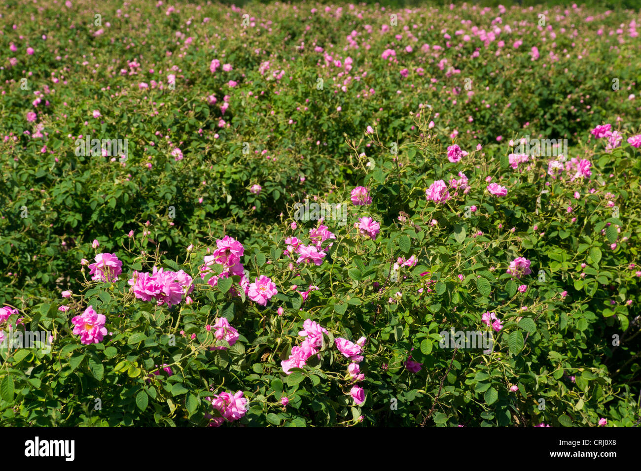 Champs de roses Banque de photographies et d’images à haute résolution ...