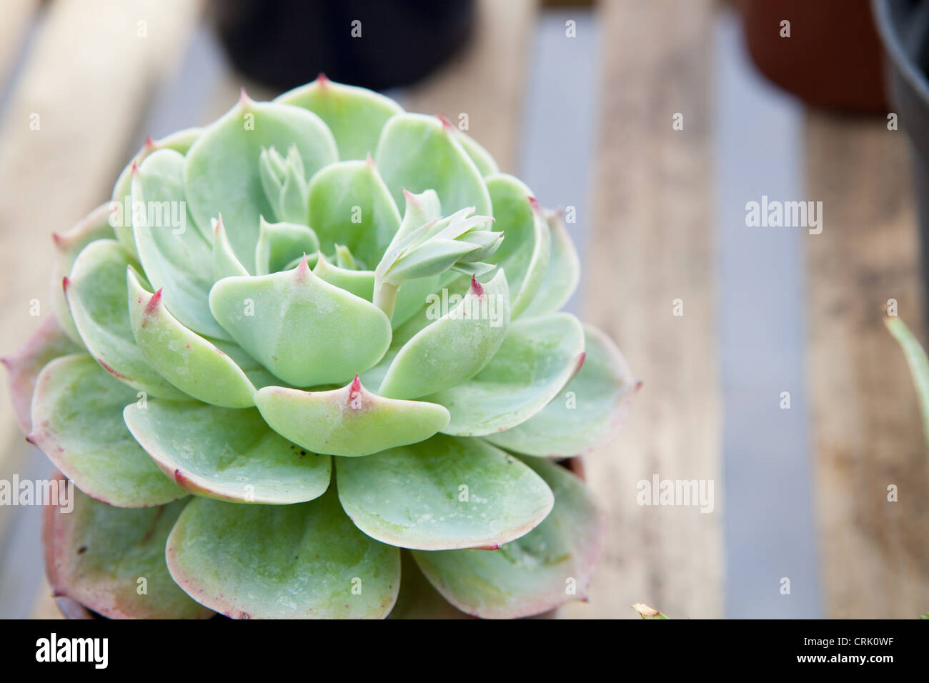 Echeveria secunda glauca Banque de photographies et d’images à haute résolution - Alamy