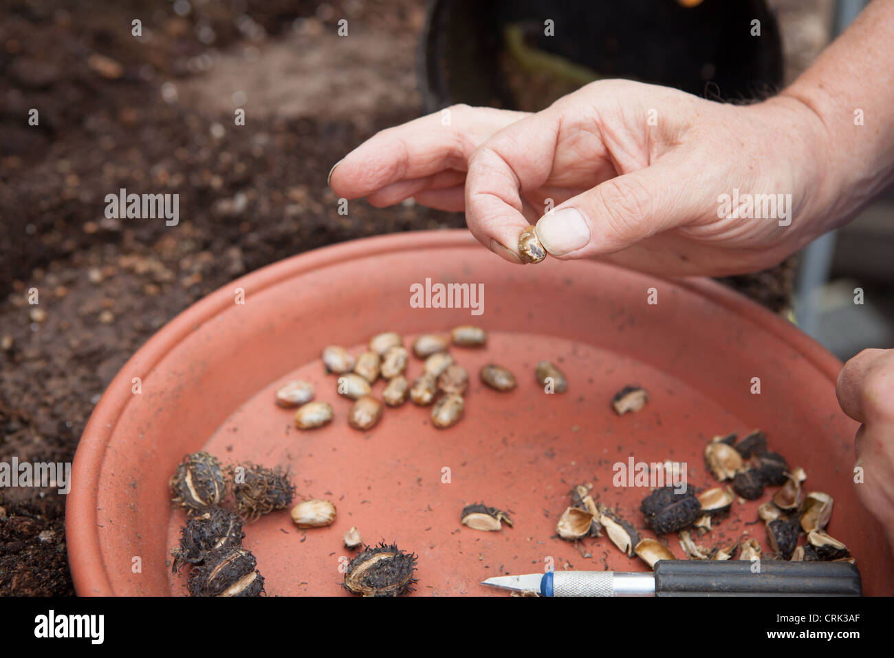 Les graines de ricin - Ricinus de semences à partir de leur carapace ...