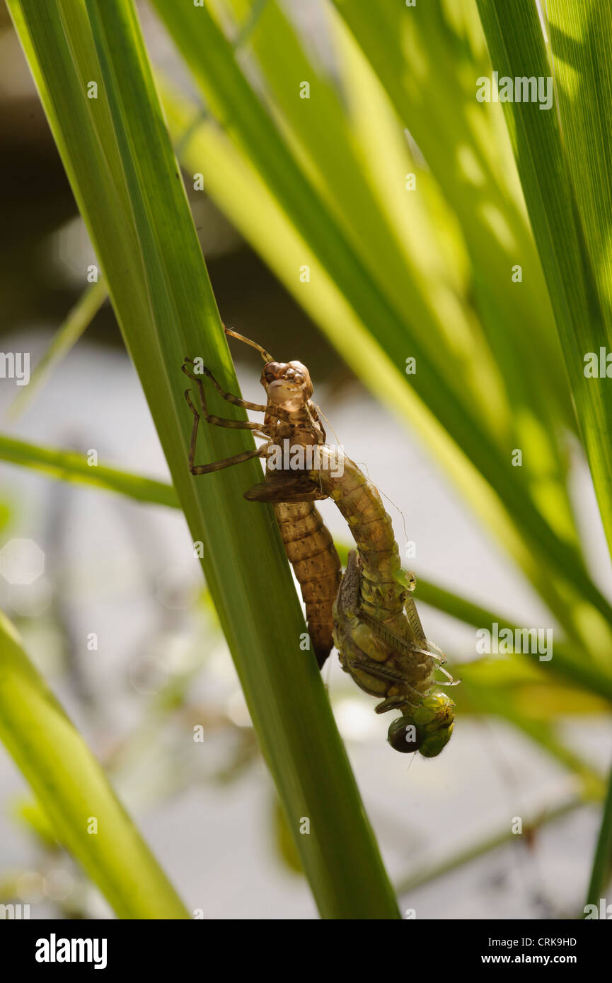 Larve de libellule empereur Banque de photographies et d’images à haute ...