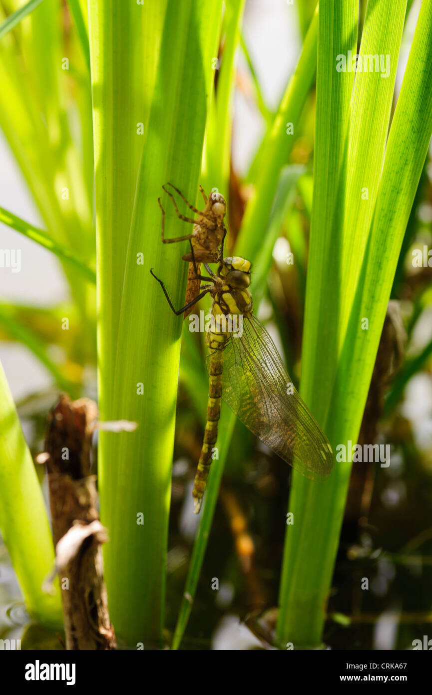 Larve de libellule Banque de photographies et d’images à haute résolution - Alamy