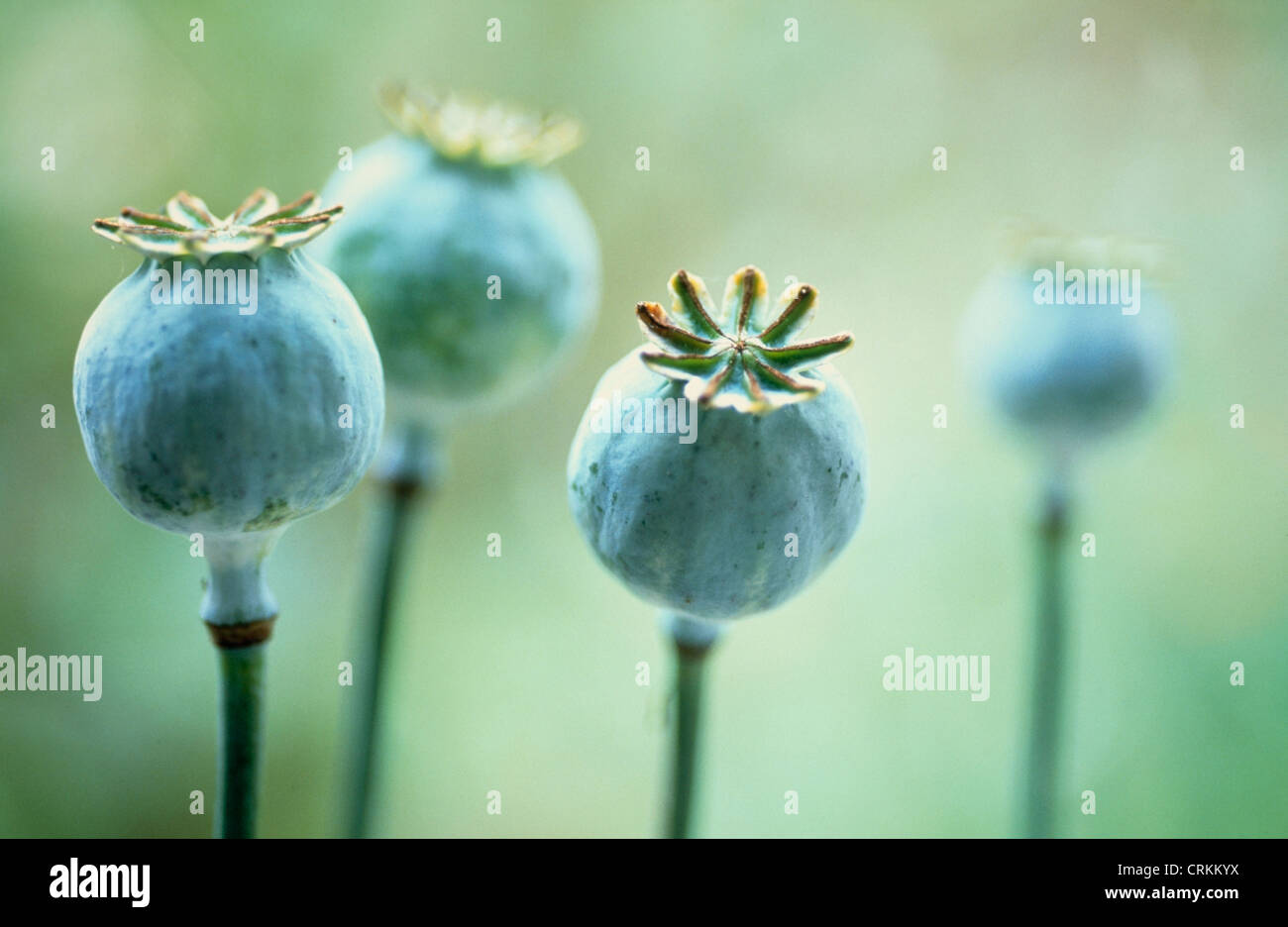 Papaver somniferum, coquelicot, le pavot à opium Photo Stock - Alamy