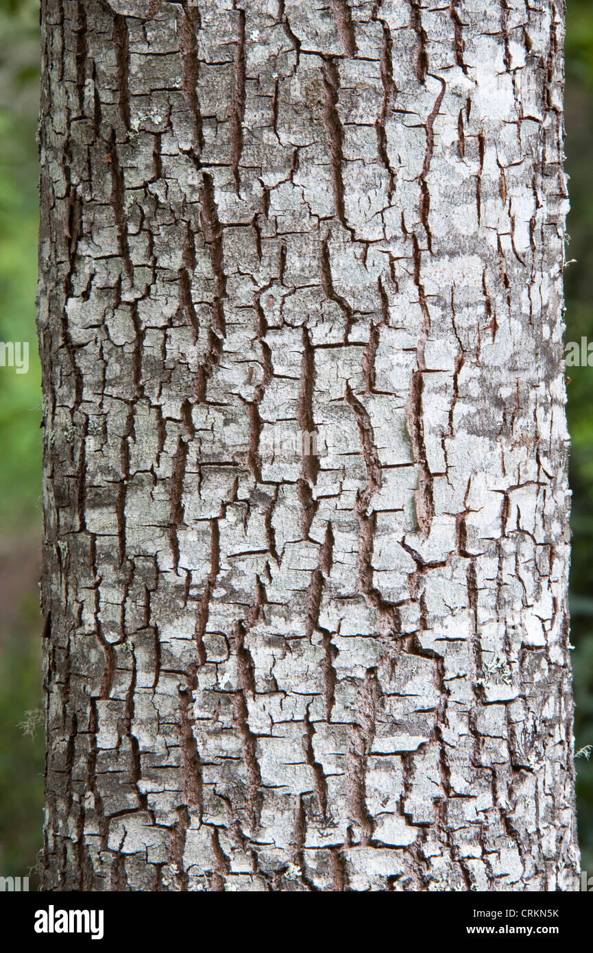 Mayten tree Banque de photographies et d’images à haute résolution - Alamy