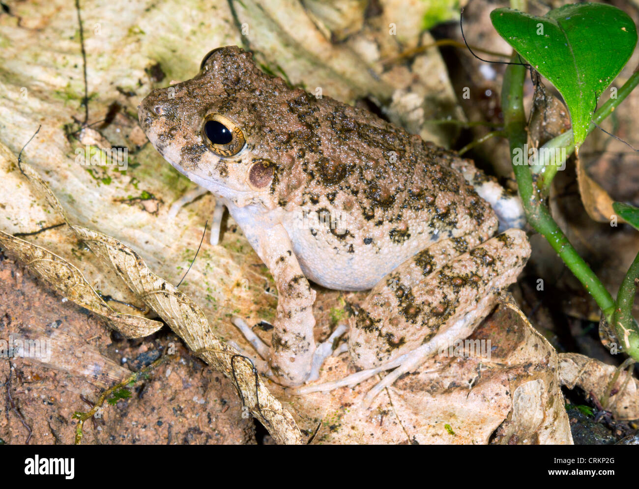 Grenouille de pluie commune Banque de photographies et d’images à haute ...