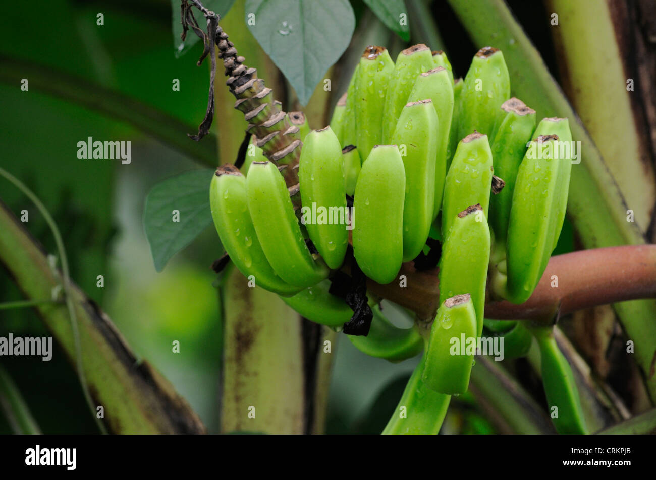 Cultures de bananes Banque de photographies et d’images à haute ...