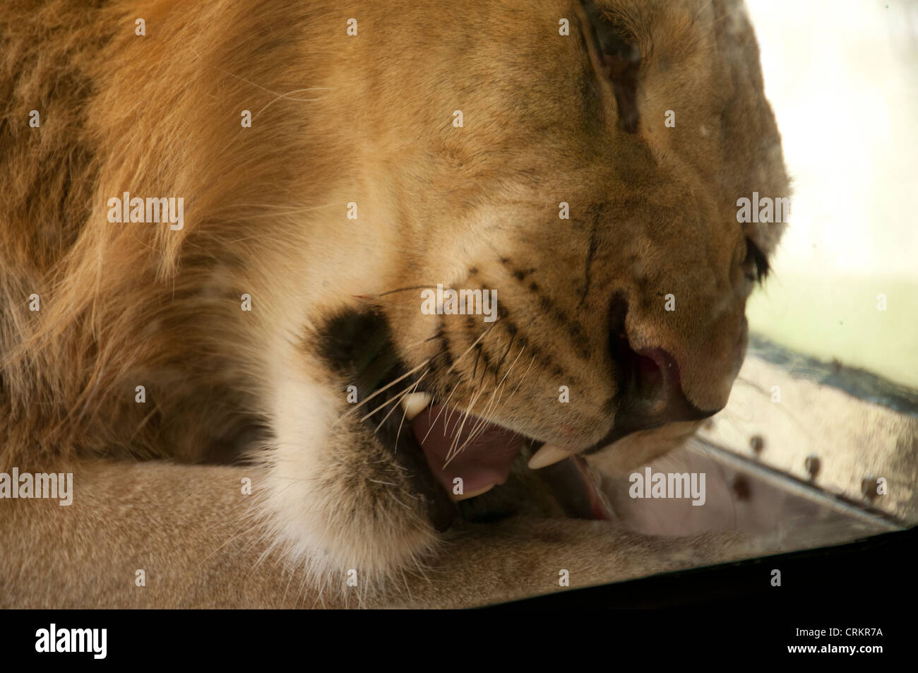 Lion chewing Banque de photographies et d’images à haute résolution - Alamy