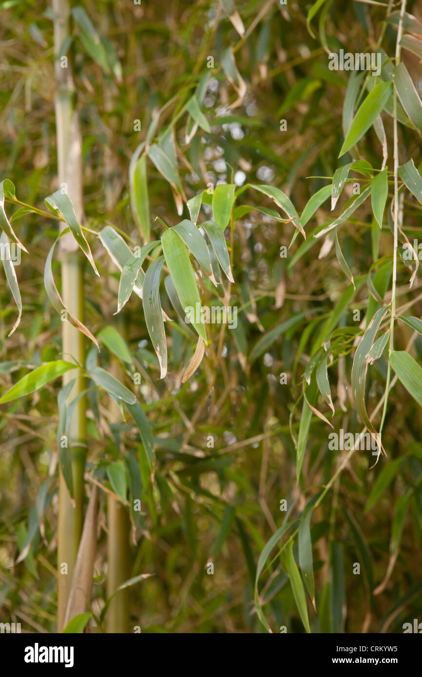 Chusquea Gigantea Bamboo Banque d'image et photos - Alamy