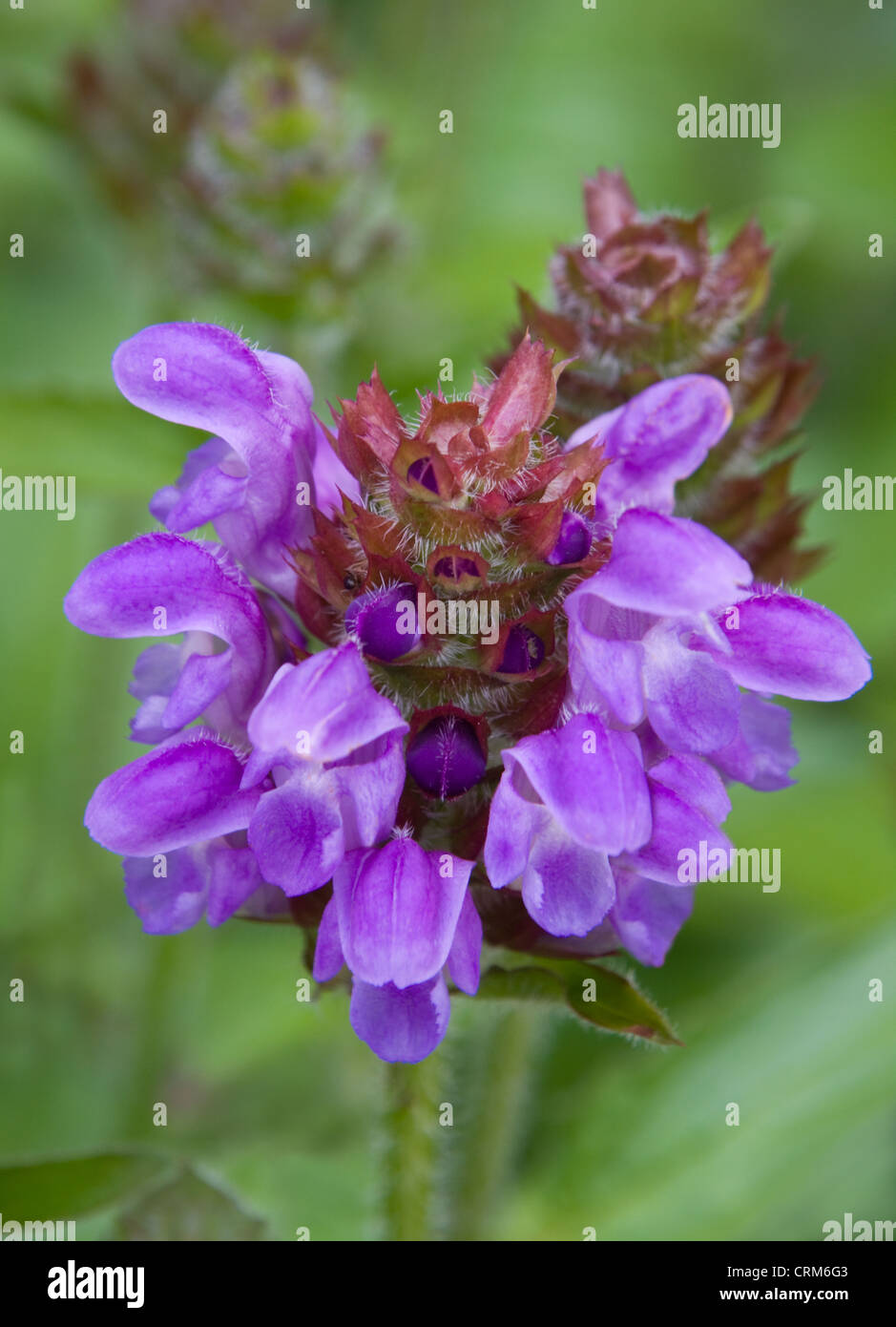 Prunella grandiflora Banque de photographies et d’images à haute ...
