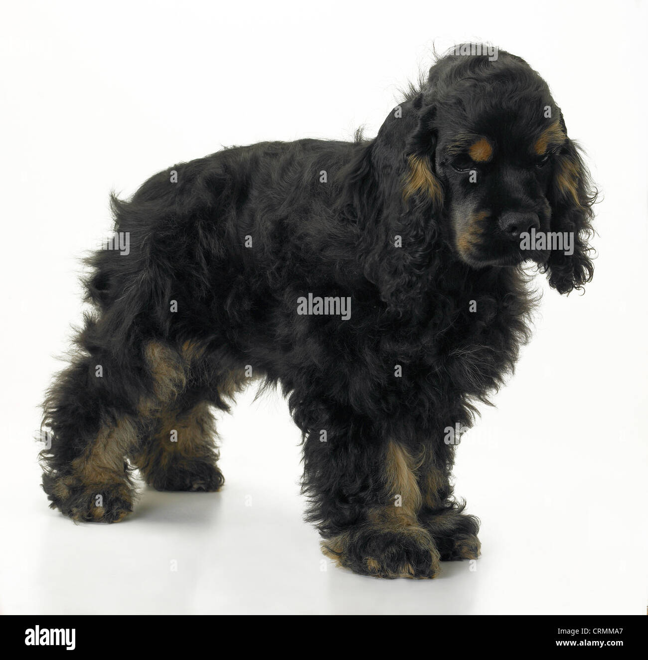 American cocker spaniel puppy Banque de photographies et d’images à ...