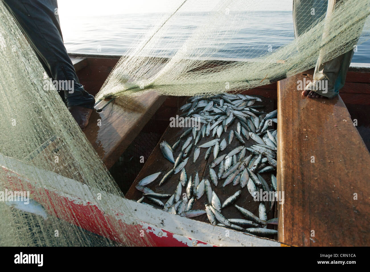 Poisson dans les filets de peche Banque de photographies et d’images à ...