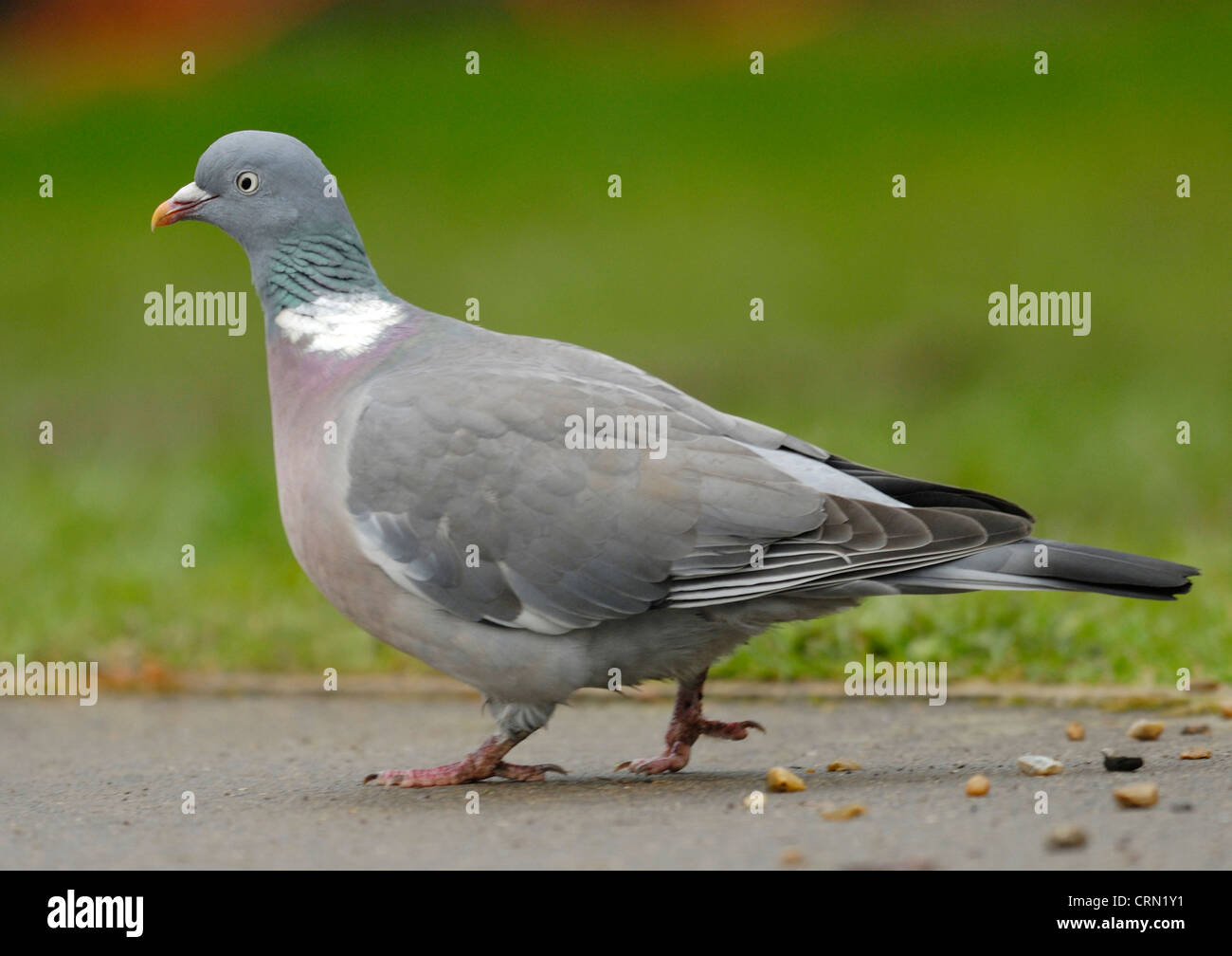 Pigeons ramiers Banque de photographies et d’images à haute résolution ...