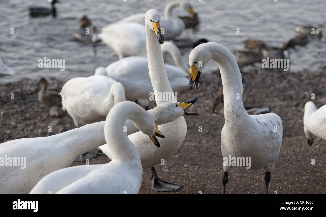 Cygne chanteur cygnus cygnus agression agressif bats toi combat Banque ...