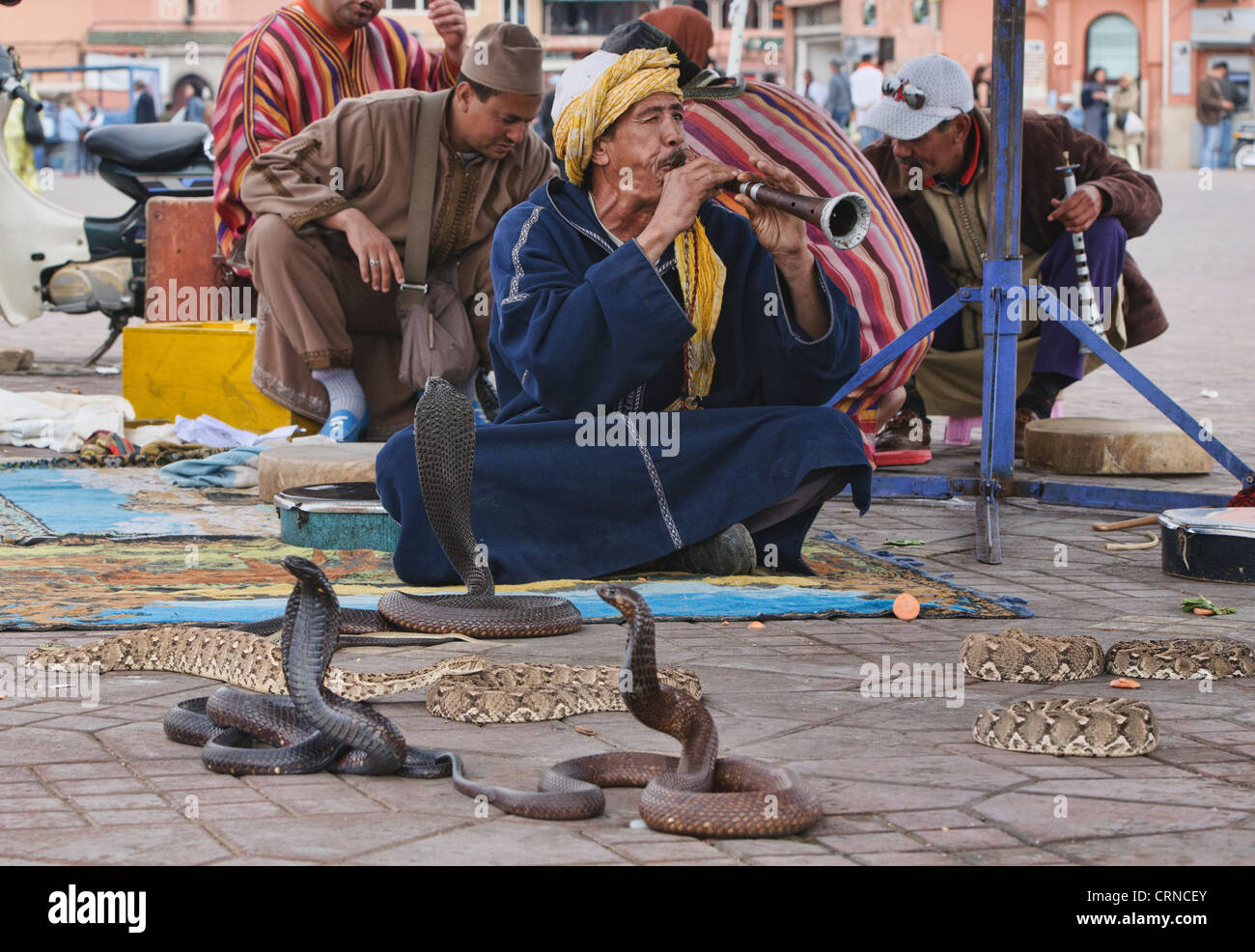 Serpent de marrakech Banque d'image et photos - Alamy