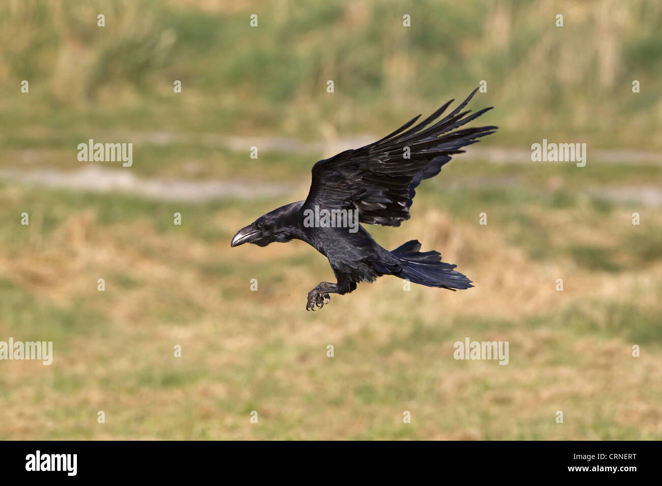 Grand Corbeau (Corvus corax), adultes en vol, l'atterrissage de la ...
