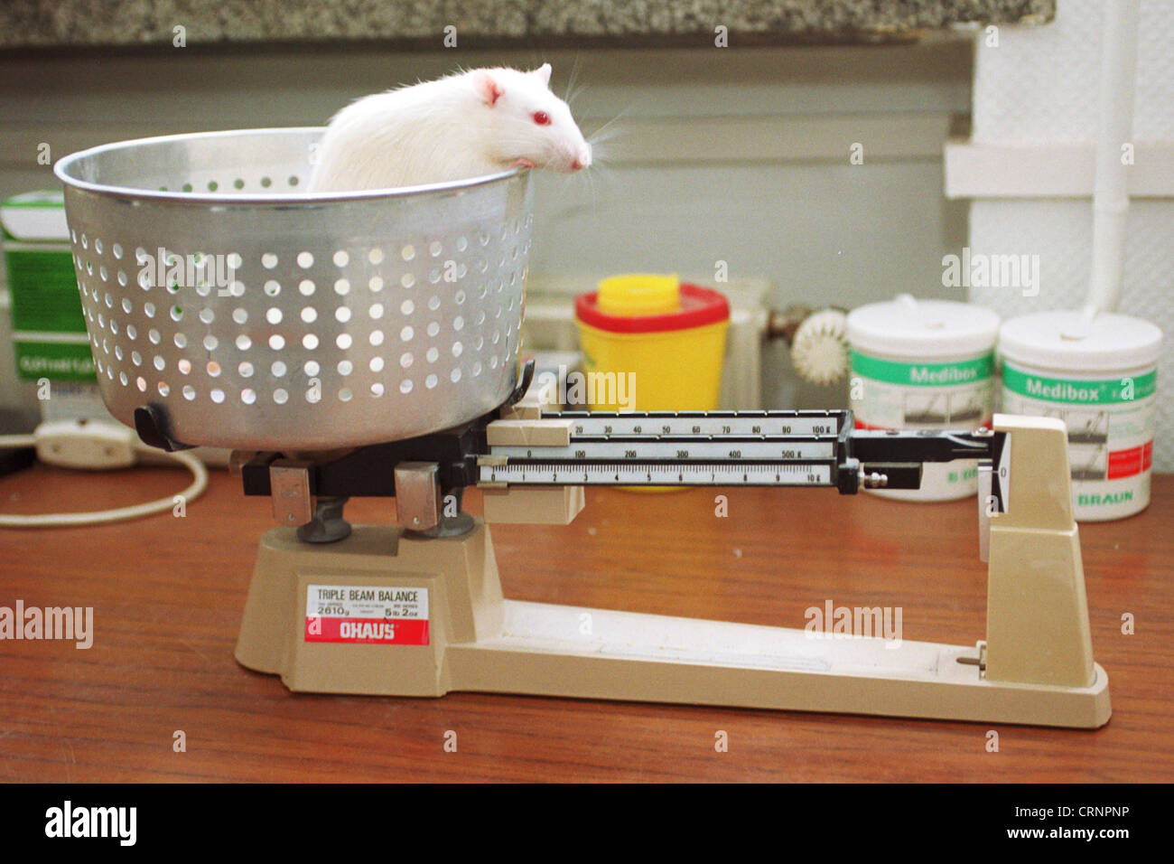 Lab rat animal testing Banque de photographies et d’images à haute ...