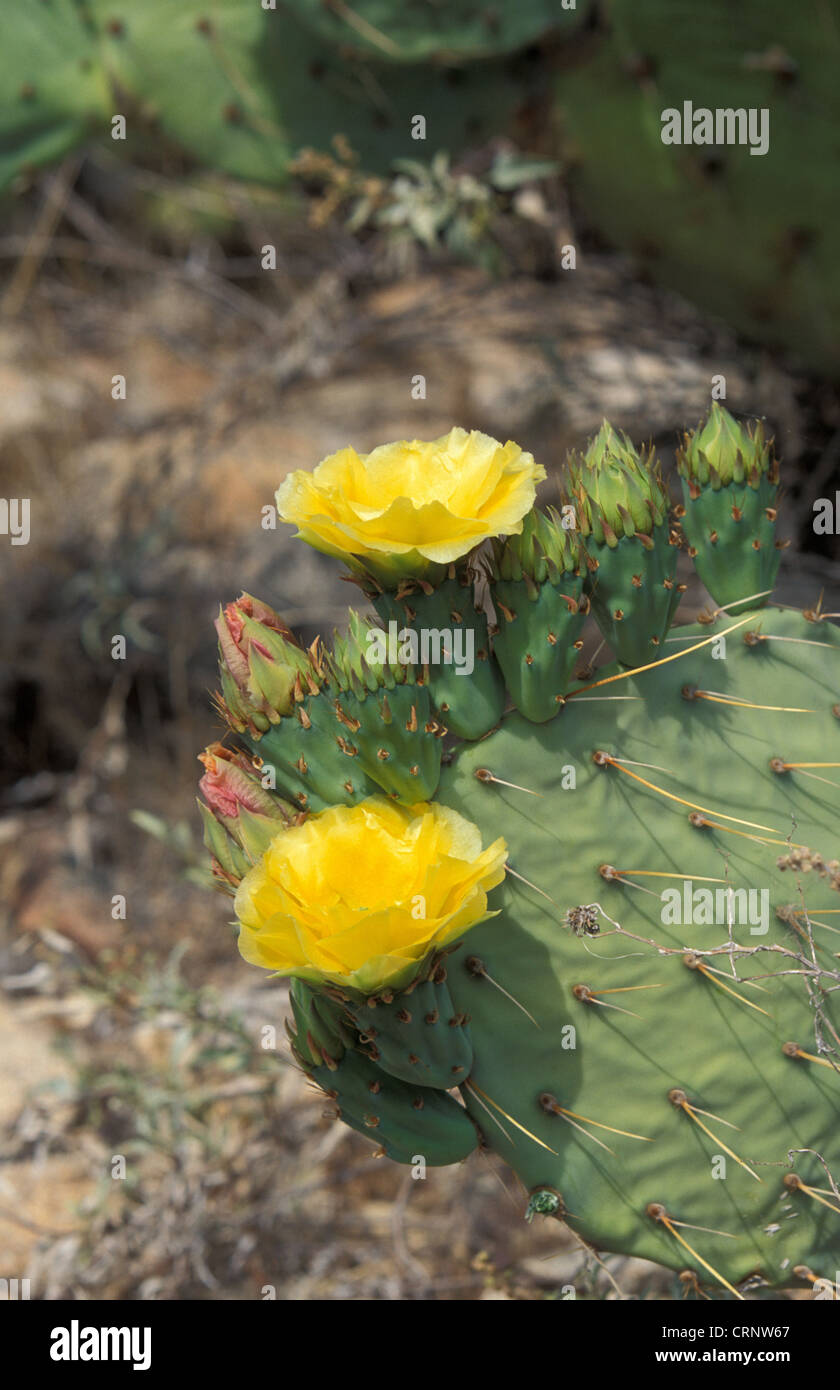 Engelmanns prickly pear cactus Banque de photographies et d’images à ...