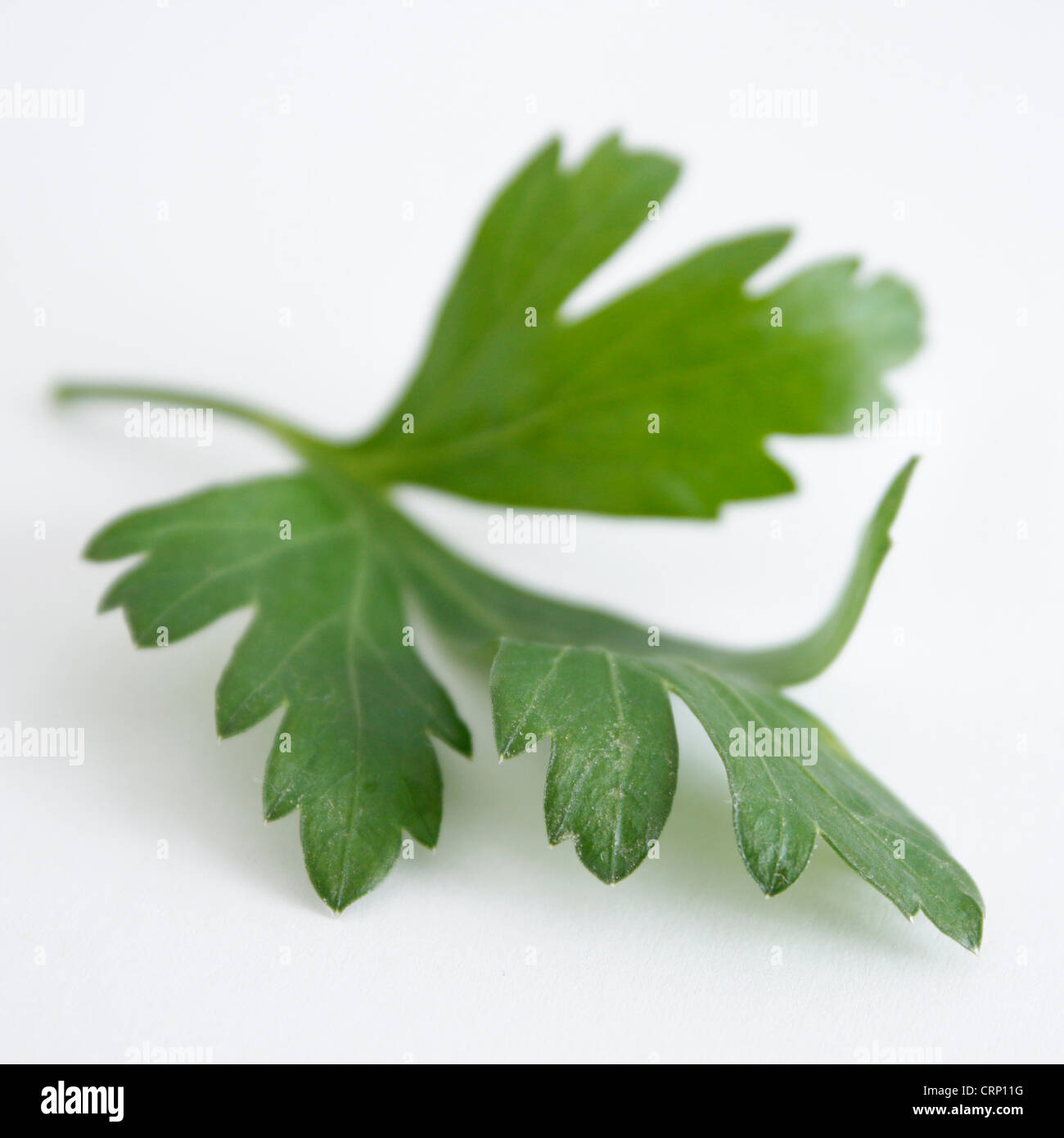 Plante De Persil Banque d'image et photos - Alamy