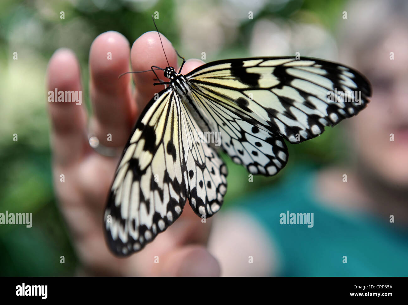 Grands papillons nymphe Banque de photographies et d’images à haute ...