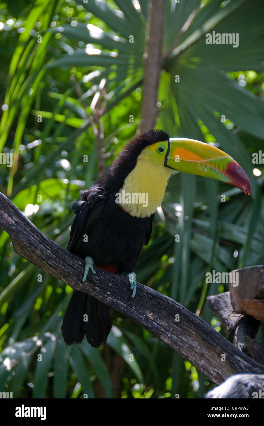 Toucan amazon peru Banque de photographies et d’images à haute ...