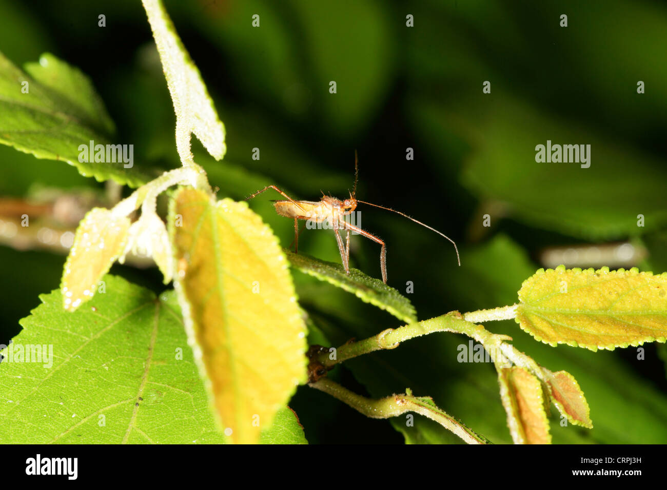 Insecte assassin de la cicadelle Banque de photographies et d’images à ...