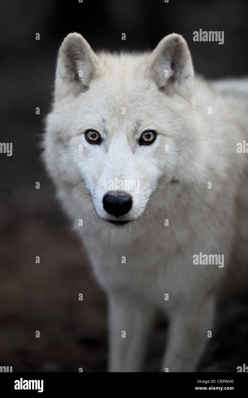 Le loup arctique (Canis lupus arctos) aka le loup polaire ou Loup Blanc ...